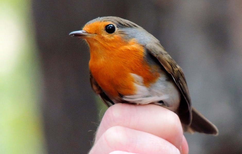 «Árboles y aves de Madrid: El Retiro» - Visita guiada en septiembre en ...